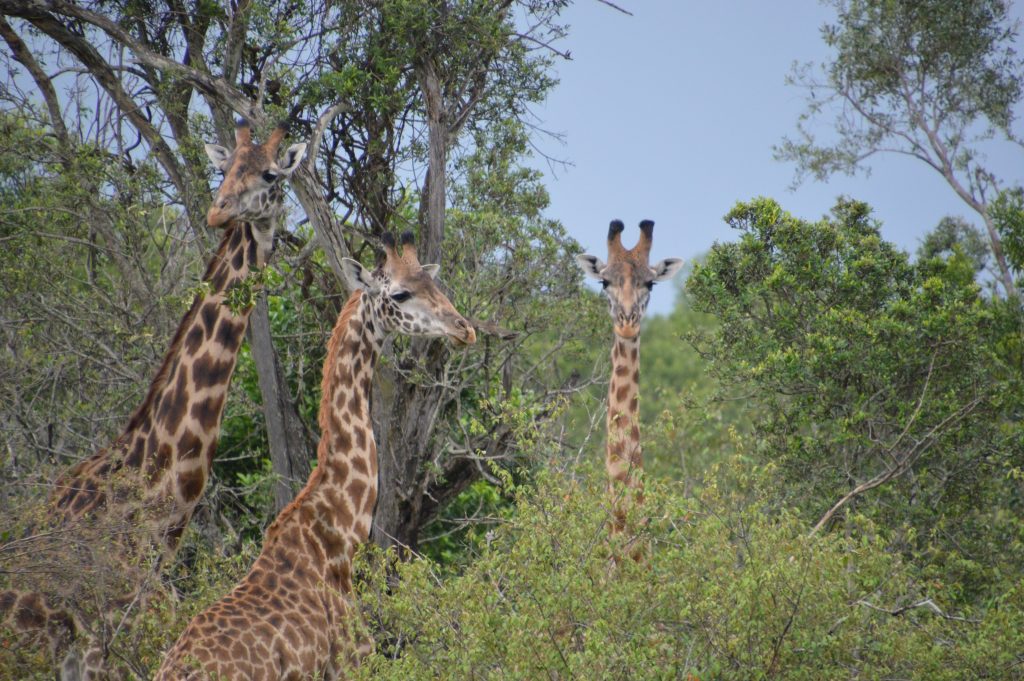 African Safari Diaries: The MacGregor's Kenyan Safari - Somak Luxury Travel