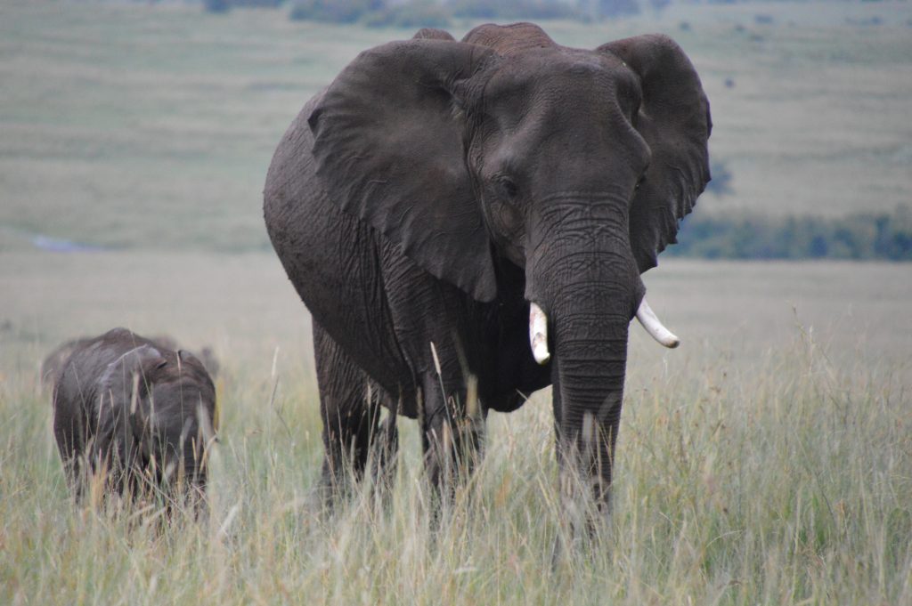 African Safari Diaries: The MacGregor's Kenyan Safari - Somak Luxury Travel