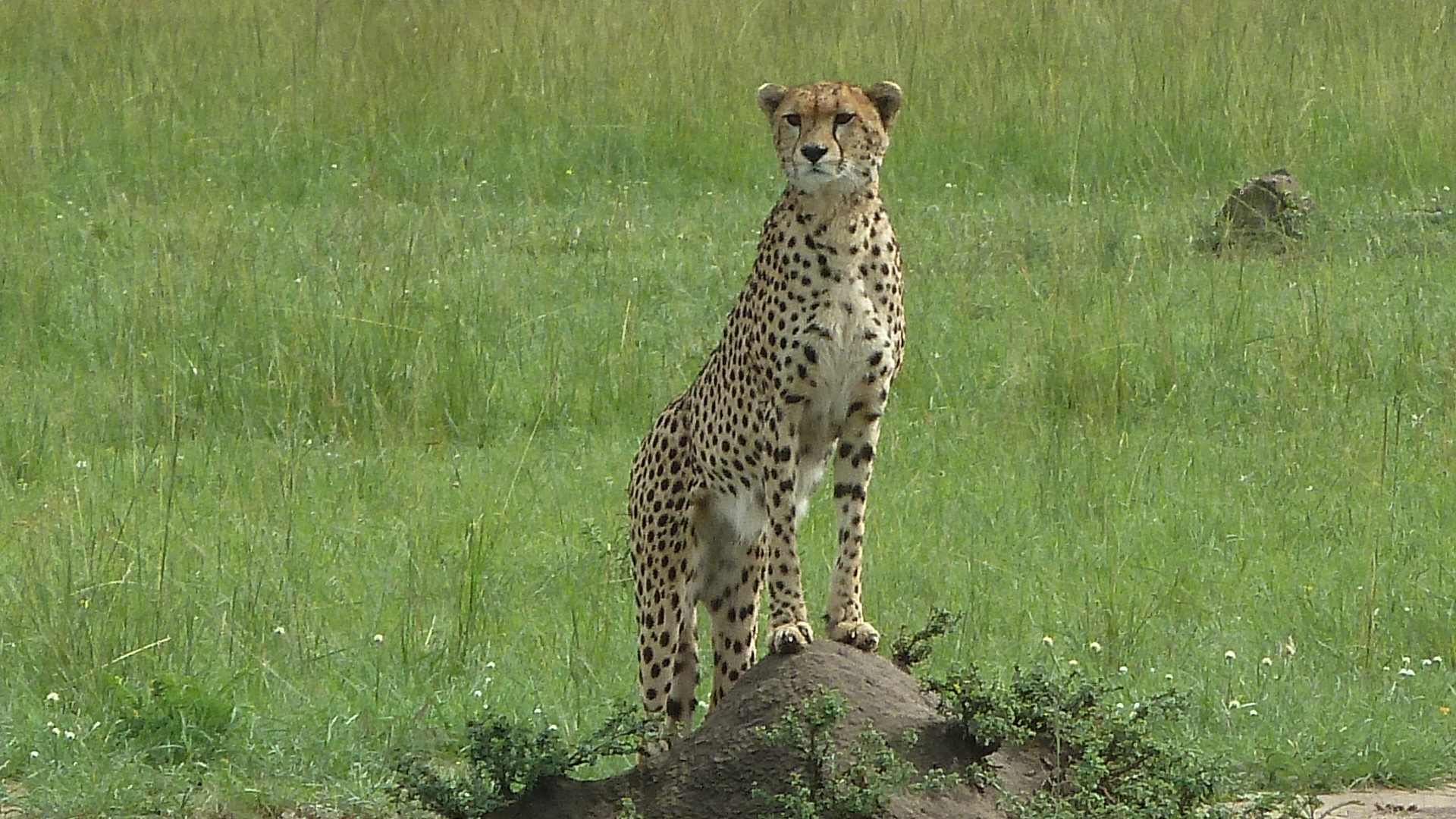 African Safari Diaries: The MacGregor's Kenyan Safari - Somak Luxury Travel