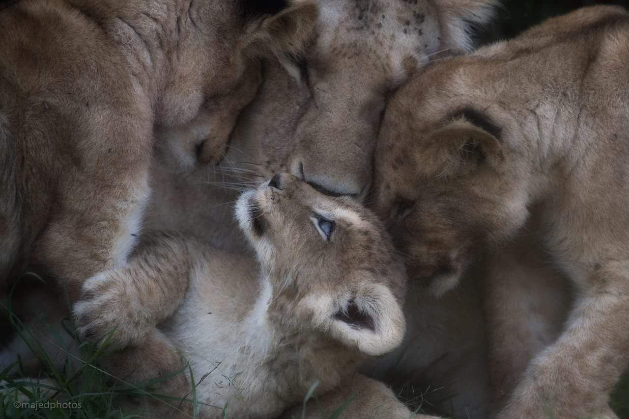 Spotted on Safari: A selection of Wildlife with their babies - Somak ...