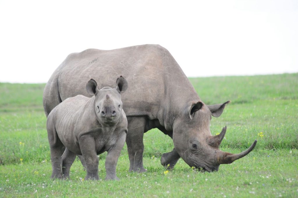 Spotted on Safari This Week by Bushra Sultan, Managing Director of ...