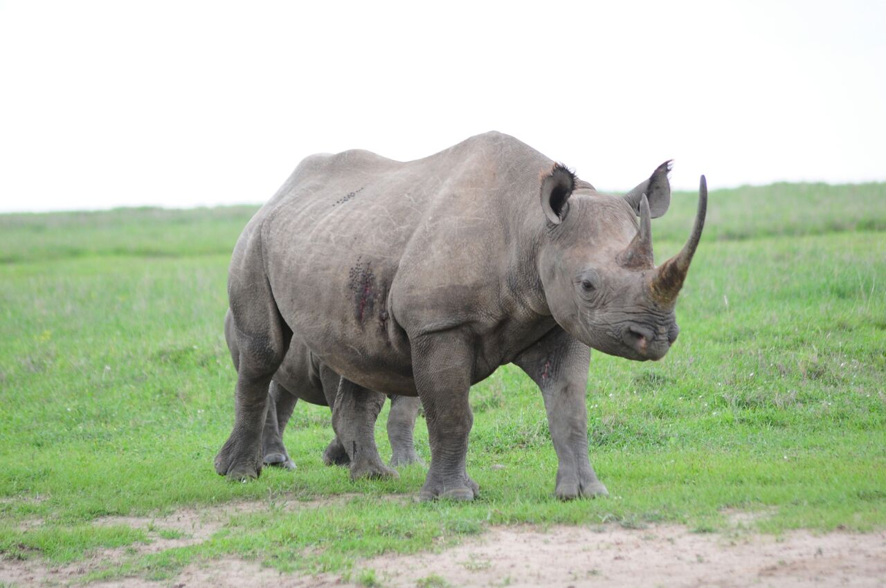 Spotted on Safari This Week by Bushra Sultan, Managing Director of ...
