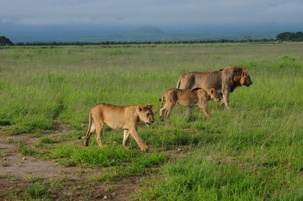 Spotted on Safari This Week by Bushra Sultan, Managing Director of ...