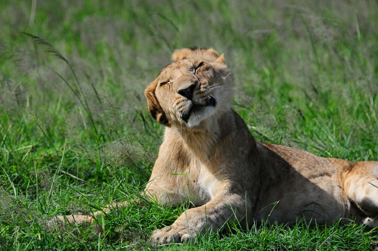 Spotted on Safari This Week by Bushra Sultan, Managing Director of ...