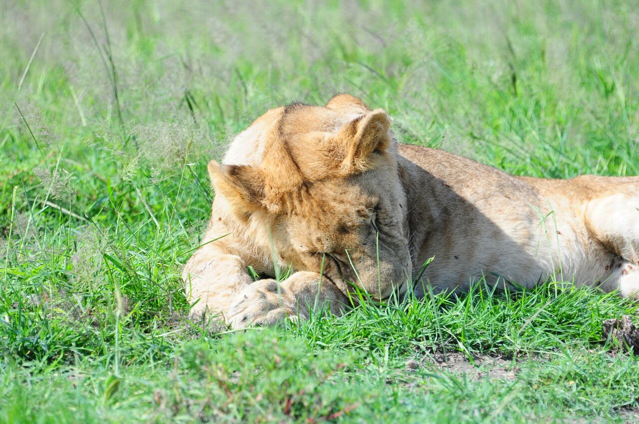 Spotted on Safari This Week by Bushra Sultan, Managing Director of ...