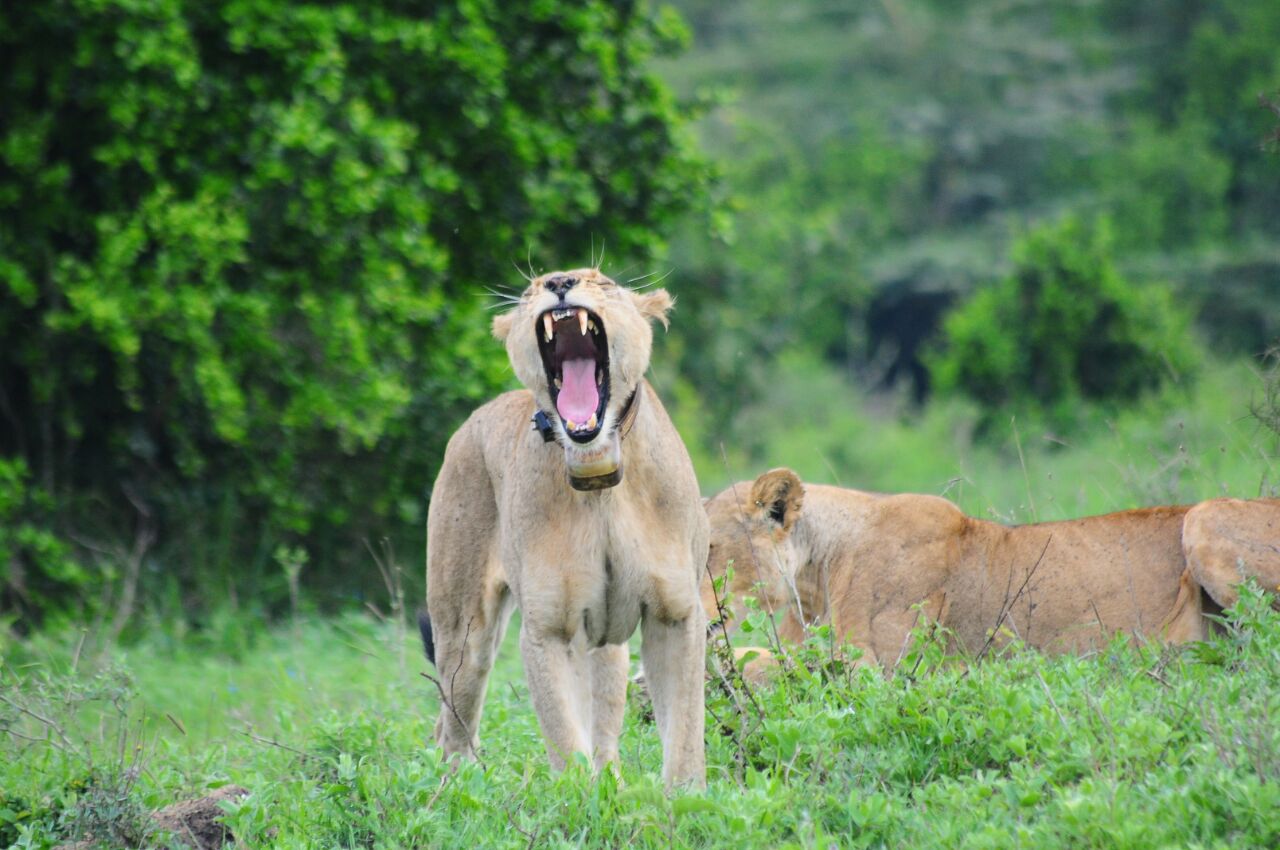 Spotted on Safari This Week by Bushra Sultan, Managing Director of ...
