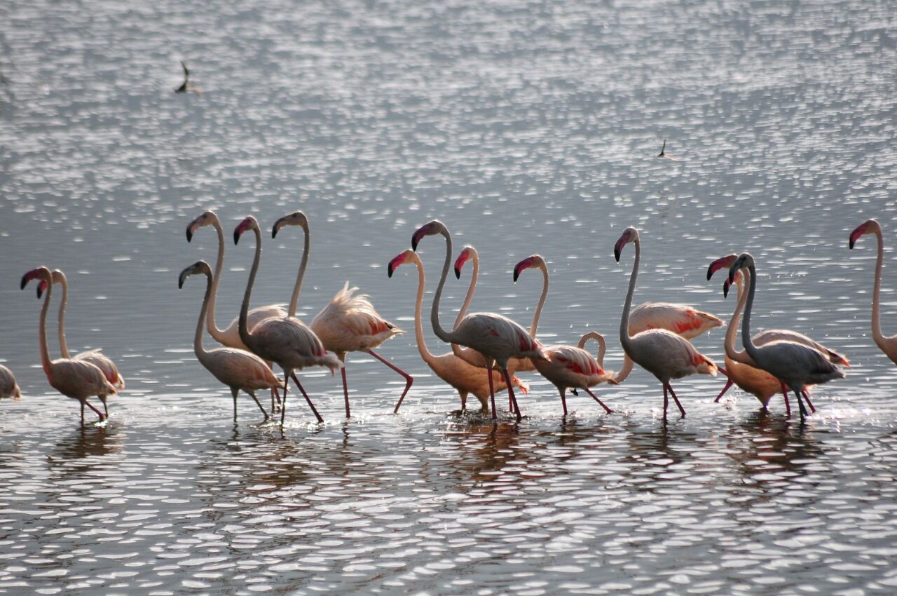 Spotted on Safari: Birdwatching in Kenya - Somak Luxury Travel