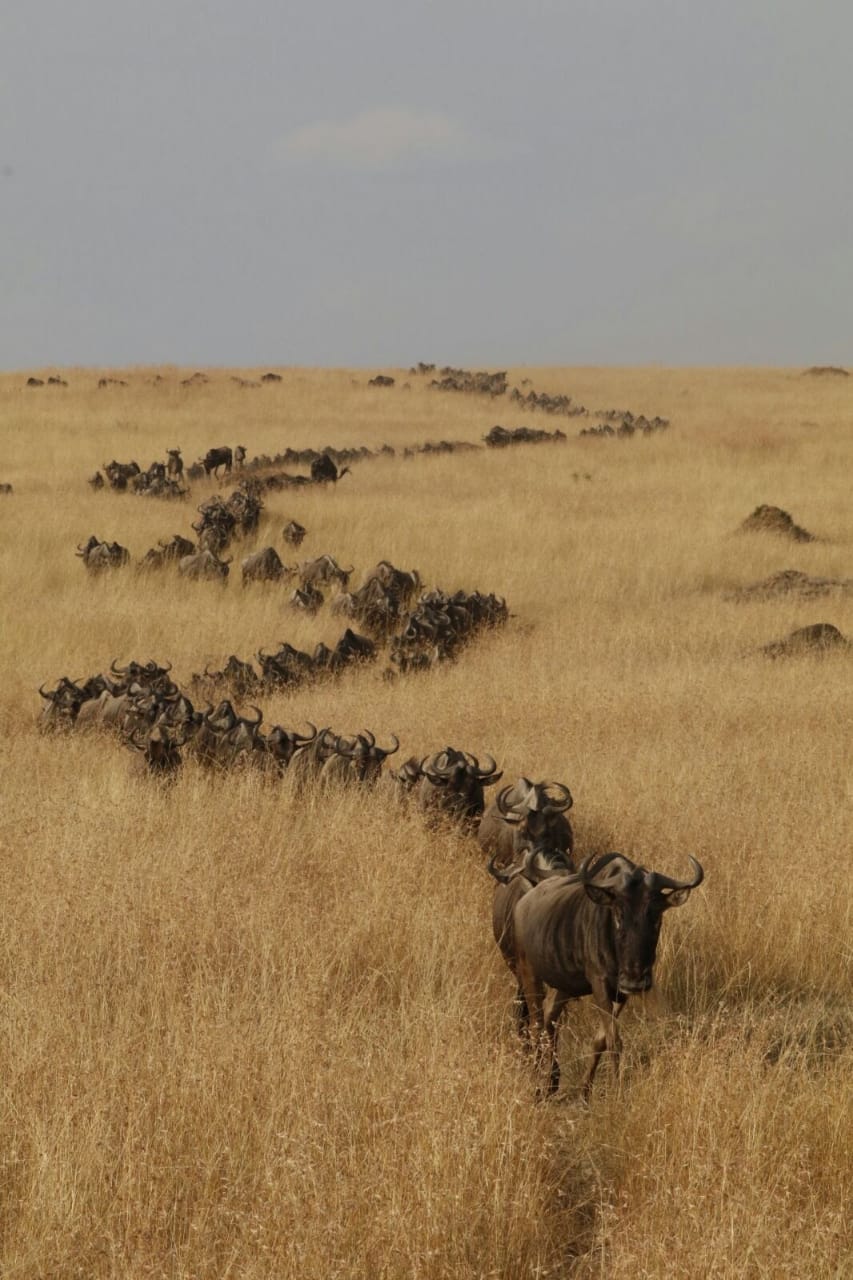 Spotted on Safari: Highlights from the annual Wildebeest migration ...