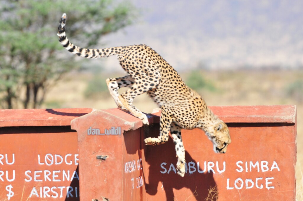 Cheetahs - fierce, fast and ferocious felines! - Somak Luxury Travel