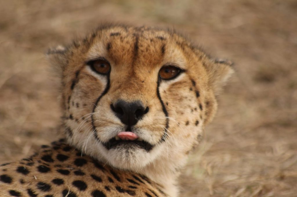 Fun Facts About Cheetahs - Somak Luxury Travel