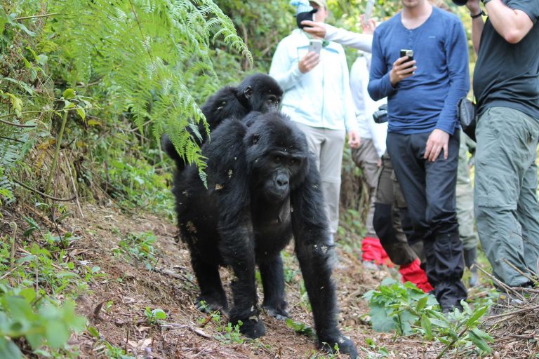 Gorilla Trekking in Uganda - Somak Luxury Travel