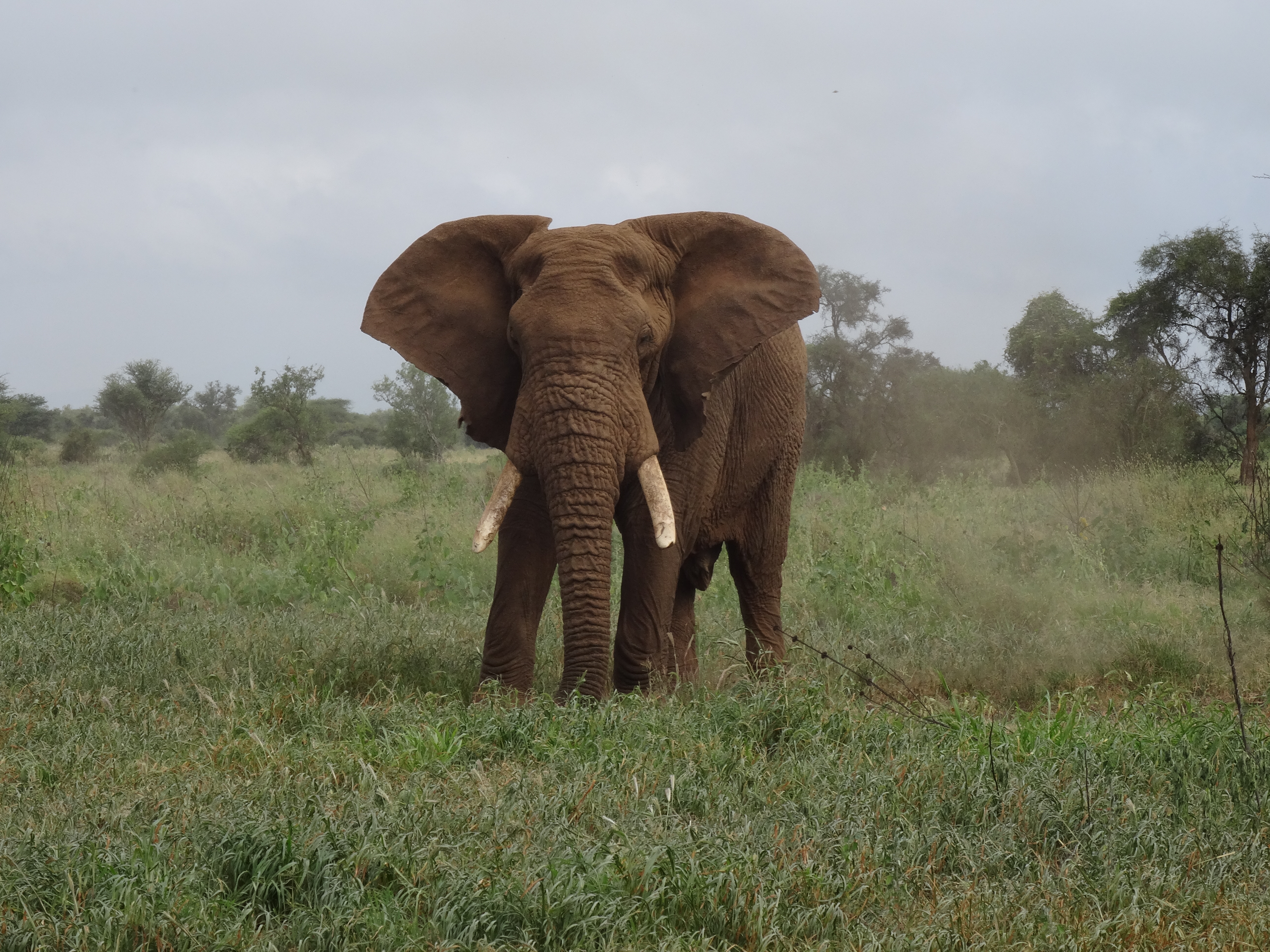 African Safari Diaries : A Porini Camps Safari Experience - Somak ...