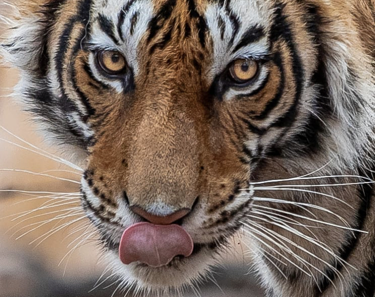 The best places to see Tigers in India - Somak Luxury Travel