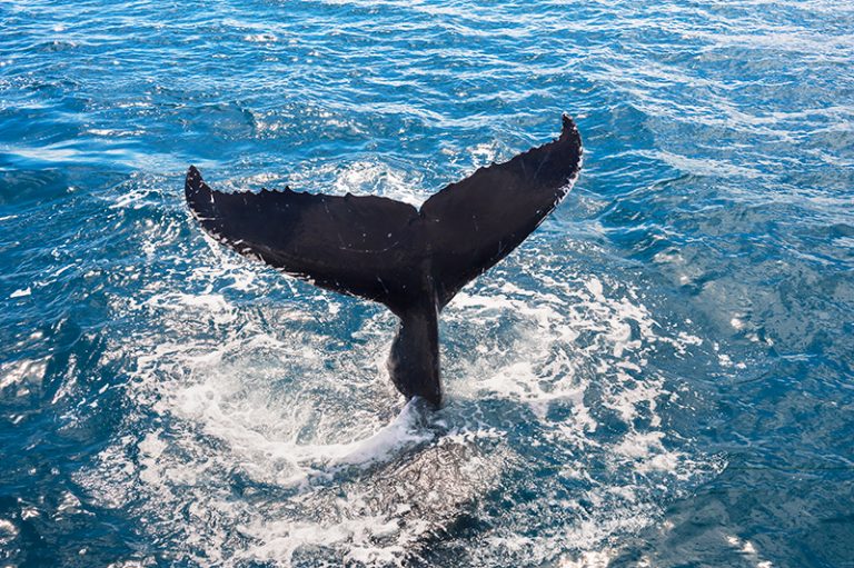 Whale Watching with Somak - Somak Luxury Travel
