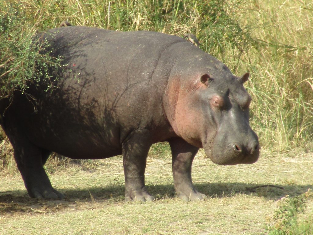 African Safari Diaries: A sensational safari experience in Tanzania and ...