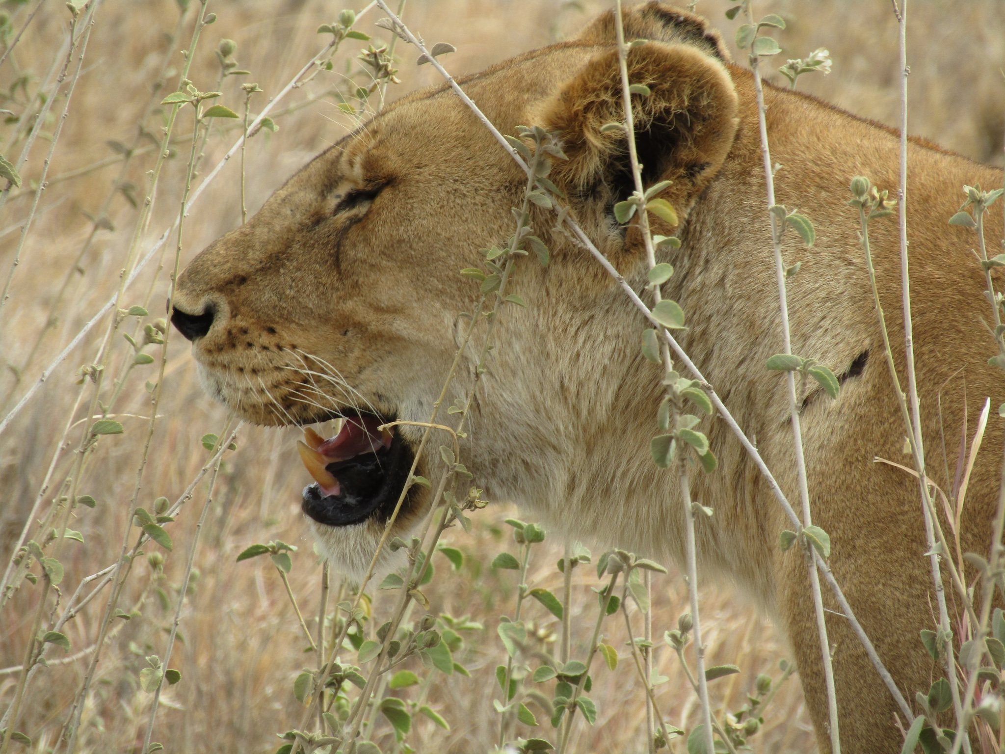 African Safari Diaries: A sensational safari experience in Tanzania and ...