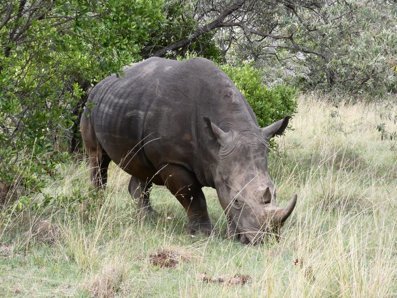 African Safari Diaries : Spotting The Big Five in The Masai Mara ...