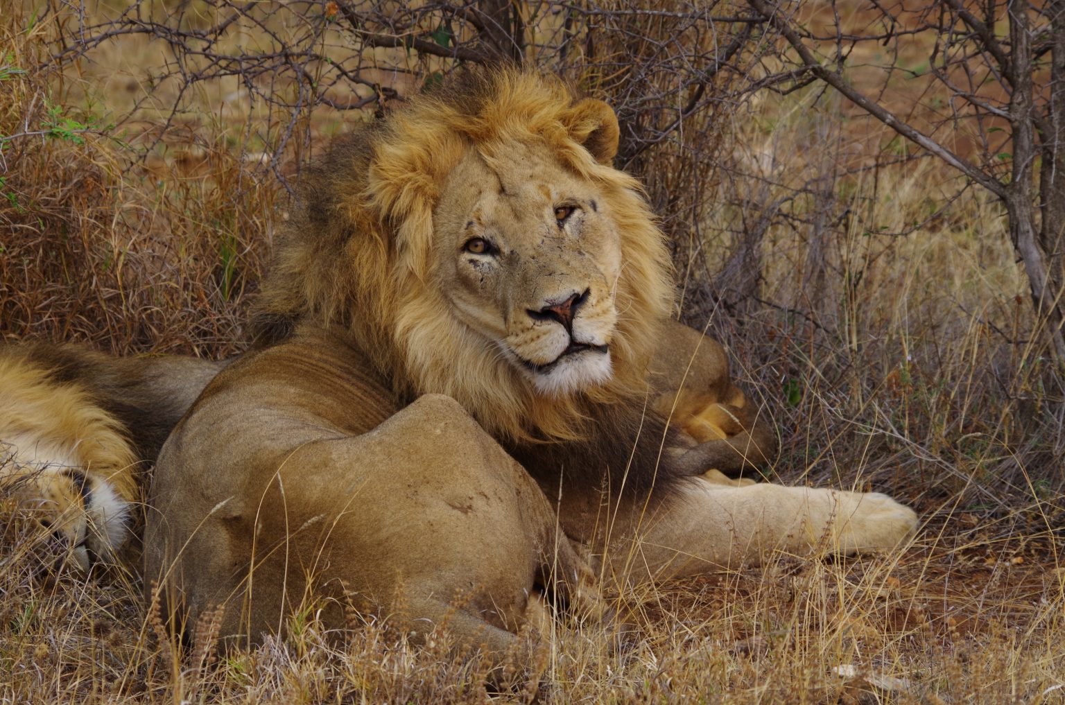 African Safari Diaries: A South African Safari & City Break - Somak ...