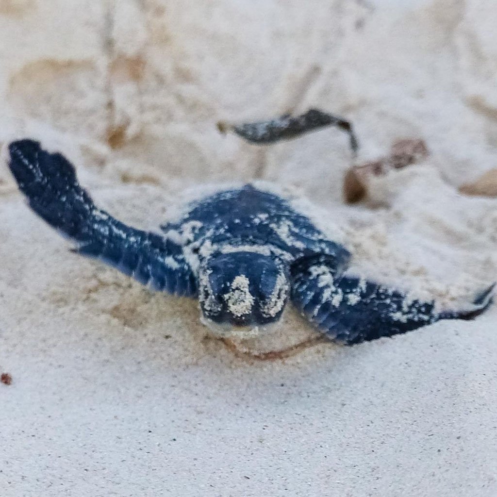 Celebrating our Oceans! Ways in which you can help save our seas ...