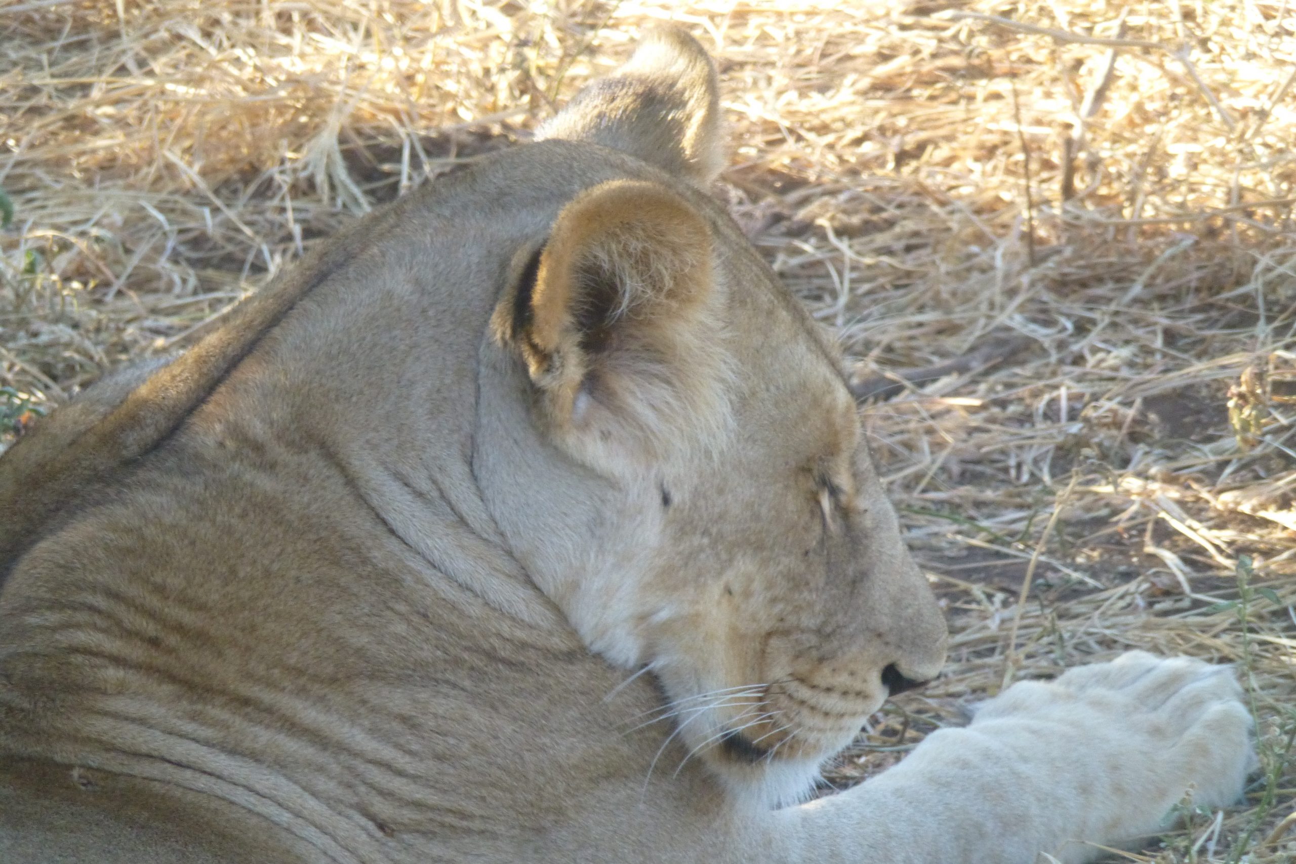 African Safari Diaries - Our Cheetah Safari was loved so much it was ...
