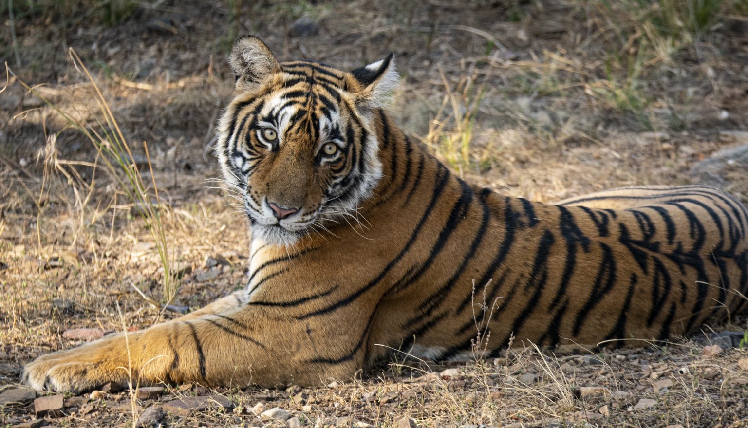 What you need to know about tigers- Somak Luxury Travel
