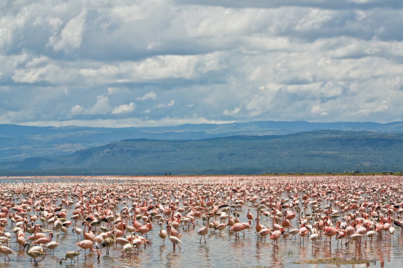 Kenya - Rift Valley Lakes | Somak Holidays